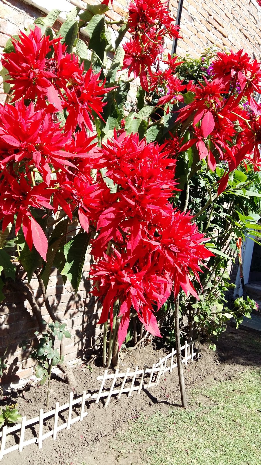 CON SALUD Y FELICIDAD - Larga vida: LA TRADICIONAL FLOR DE PASCUA DE ...