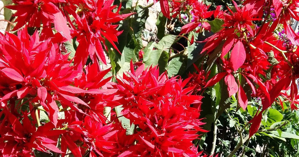 CON SALUD Y FELICIDAD - Larga vida: LA TRADICIONAL FLOR DE PASCUA DE ...