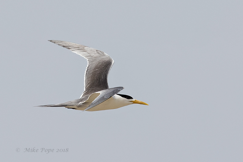 Kuwait Birding: Boubyan and Warba Island