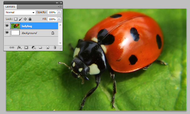 Everything About Everything: Argyle Ladybug Photoshop Tutorial