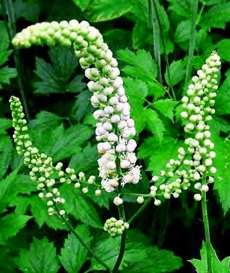 The Herb Hound: BLACK COHOSH