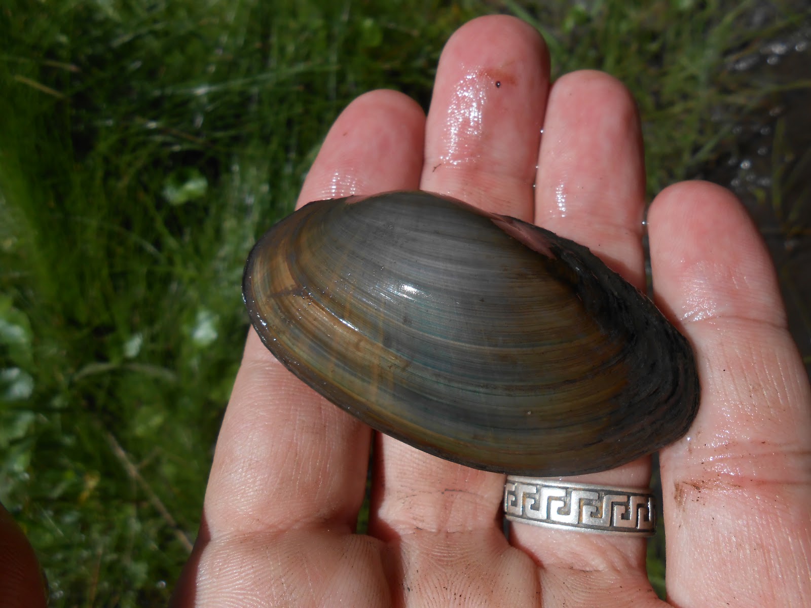 Natural Gault: Mollusks