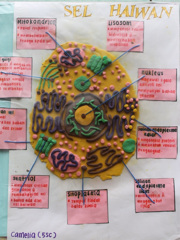 Cikgu Nurul : Membina Model Sains Menggunakan Plastisin