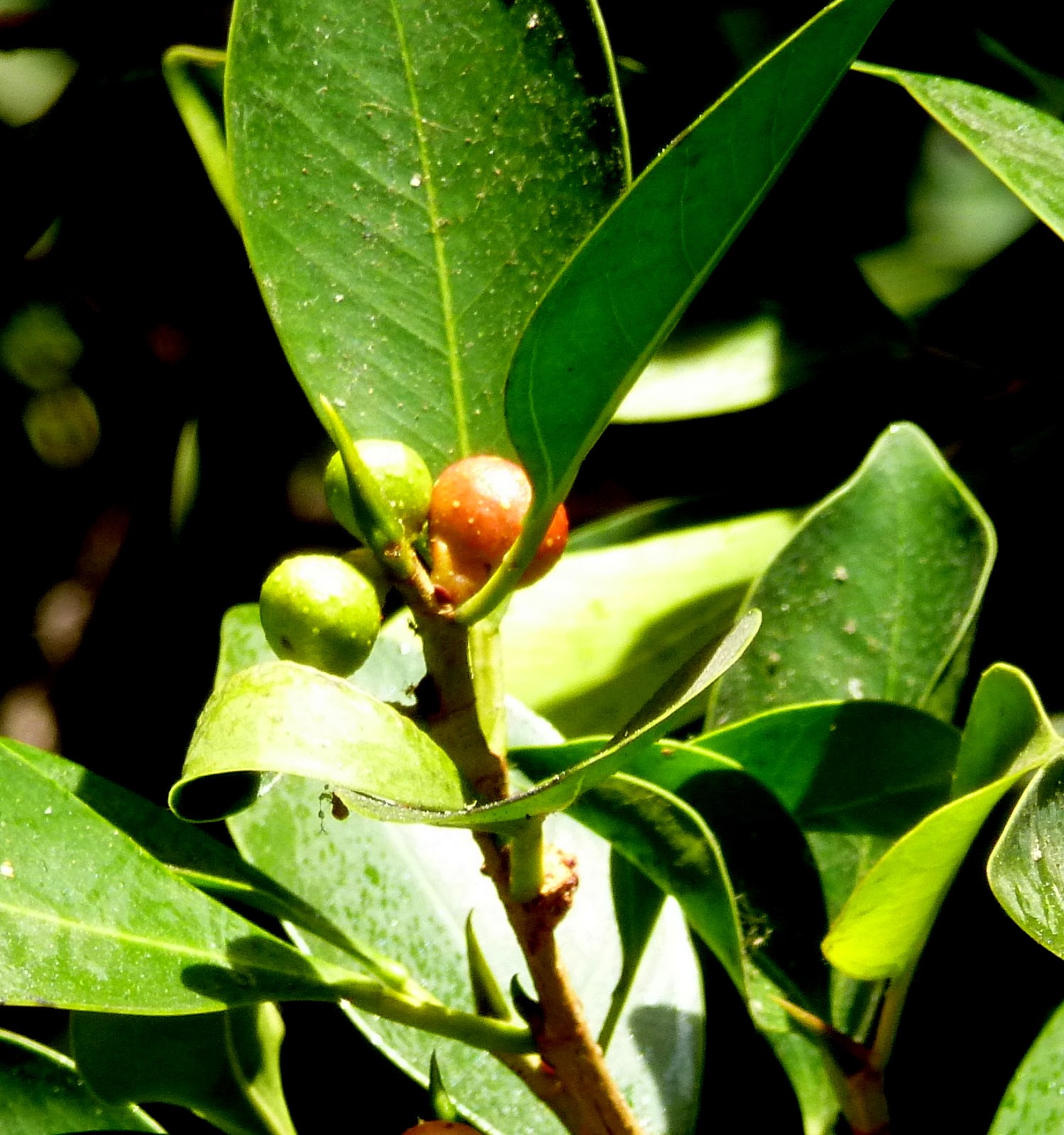 Árboles con alma: Laurel de Indias. (Ficus microcarpa)
