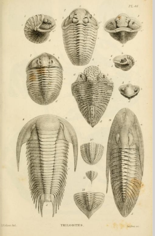 Fossils and Other Living Things: Witticisms in the Face of Mass Extinction
