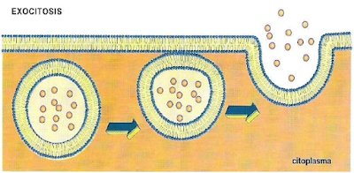 Exocitosis