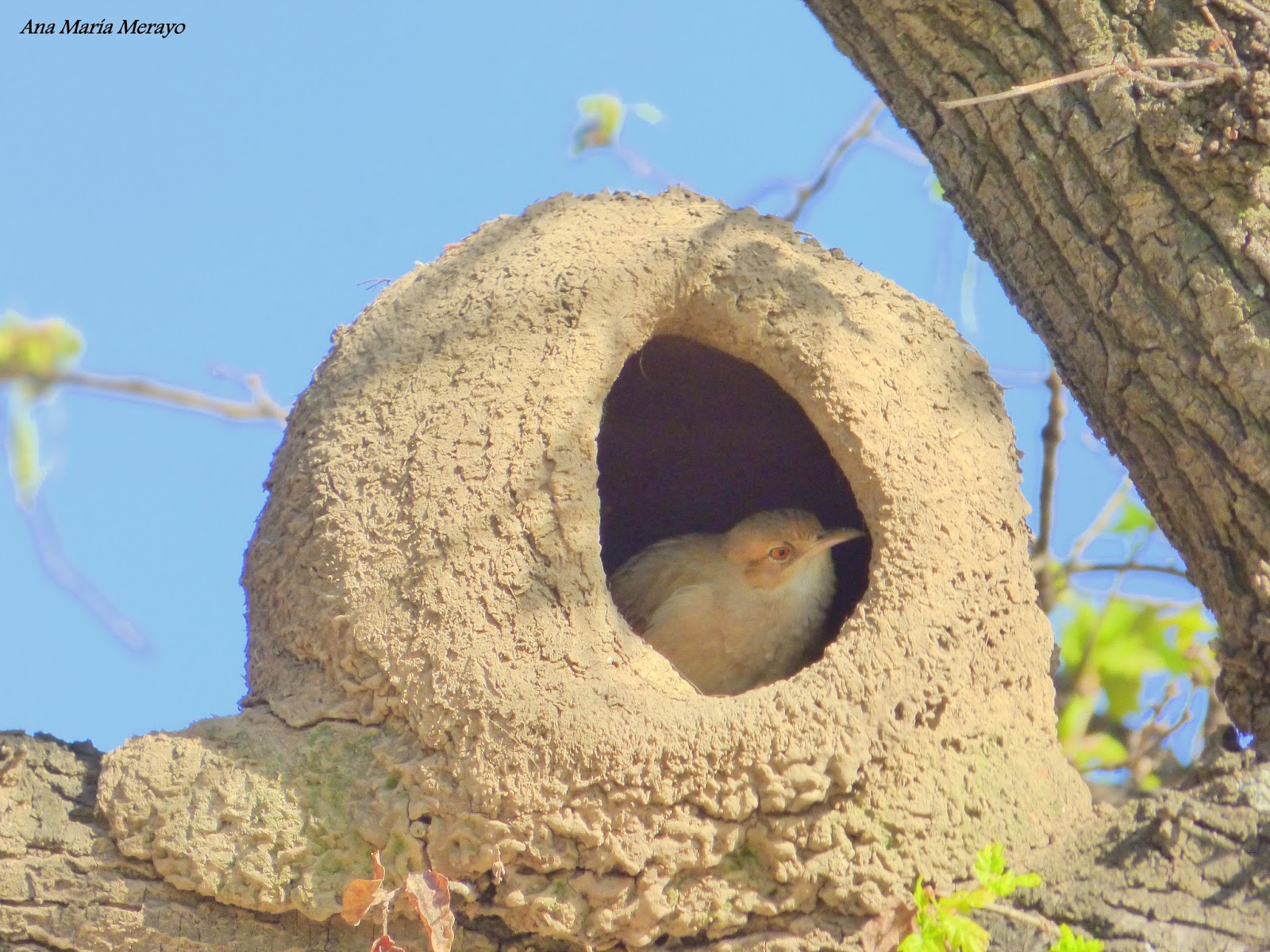Imágenes y sentidos: SERIE:PAREJA DE HORNEROS EN SU NIDO.