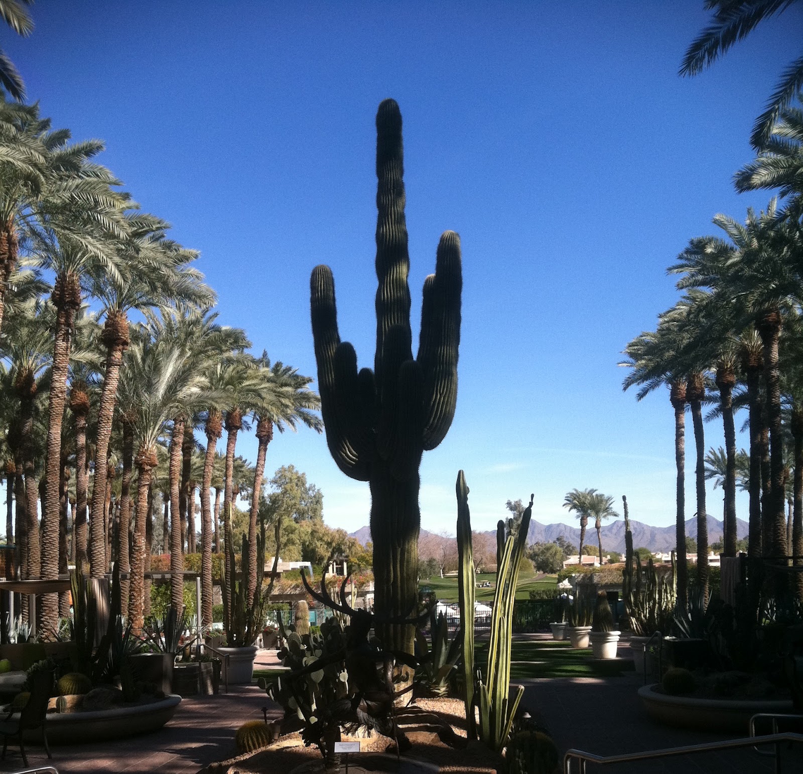 Travelin' Tropical With Lori: Tropical Desert Oasis...Scottsdale Arizona