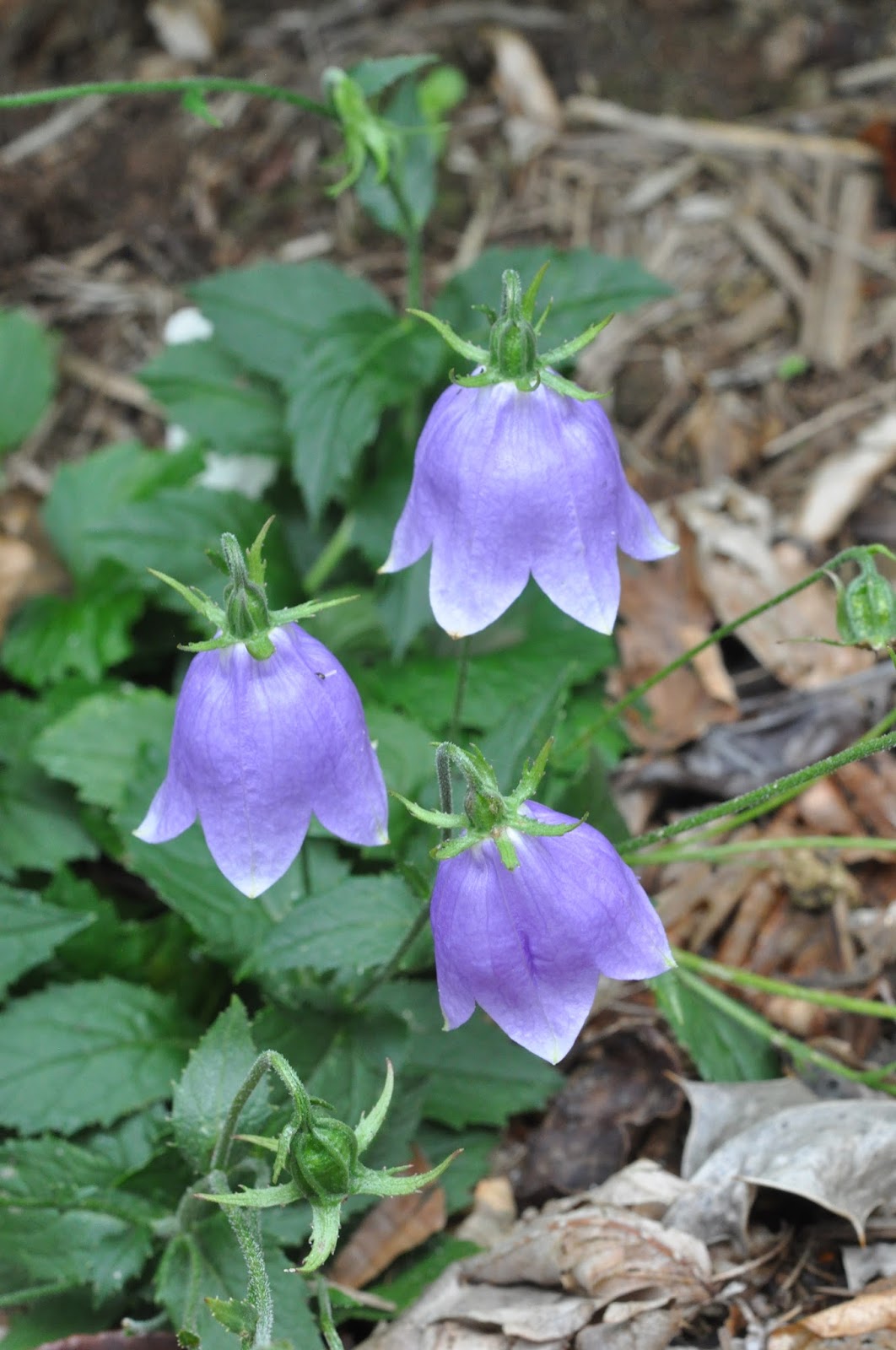 Alpine Garden Society Victorian Group: Autumn Glories.