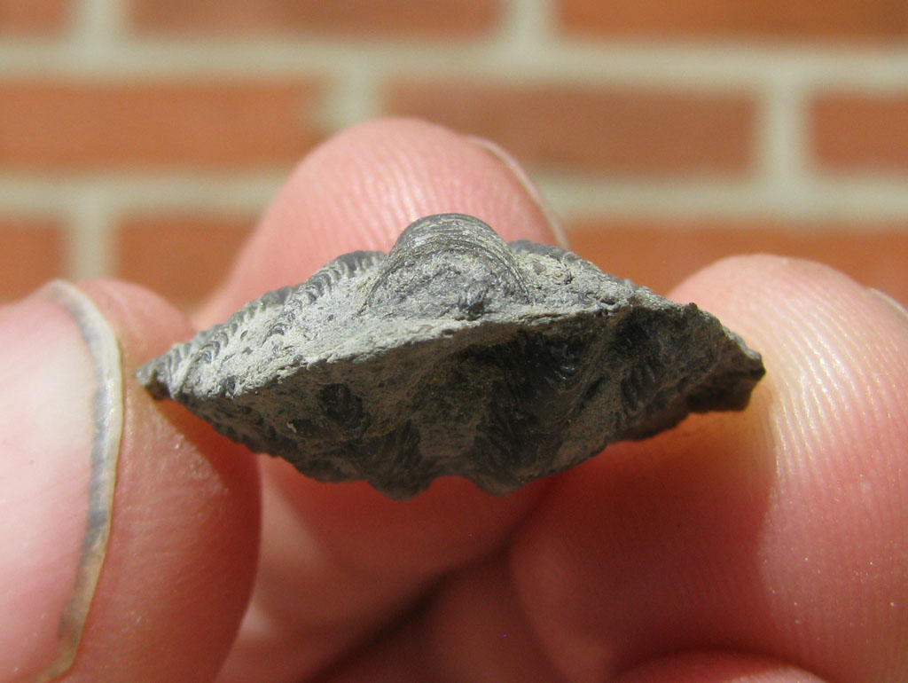 Views of the Mahantango: July 2015