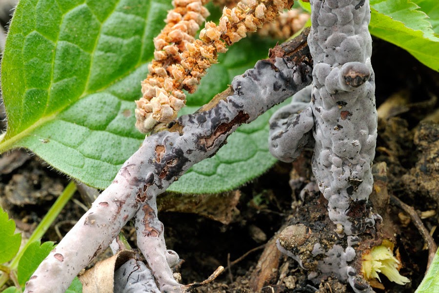 Funghi Teramani: Helicobasidium purpureum (Tul.) Pat.
