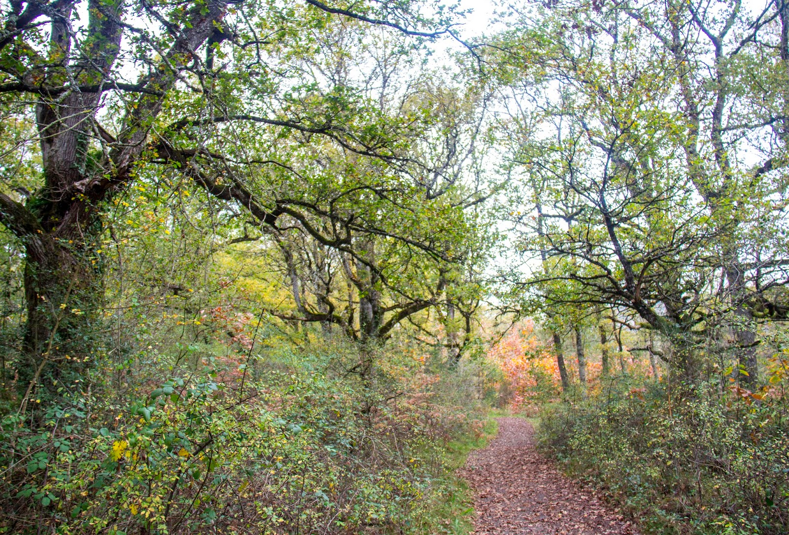 EL BOSQUE DE ORGI, NAVARRA