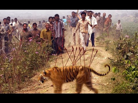 Tiger in Village Attack People-Strange Video Clip