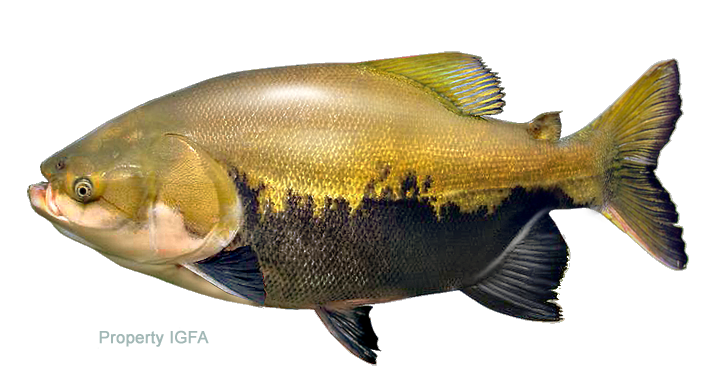 ACUICULTURA: Cultivo de "gamitana"