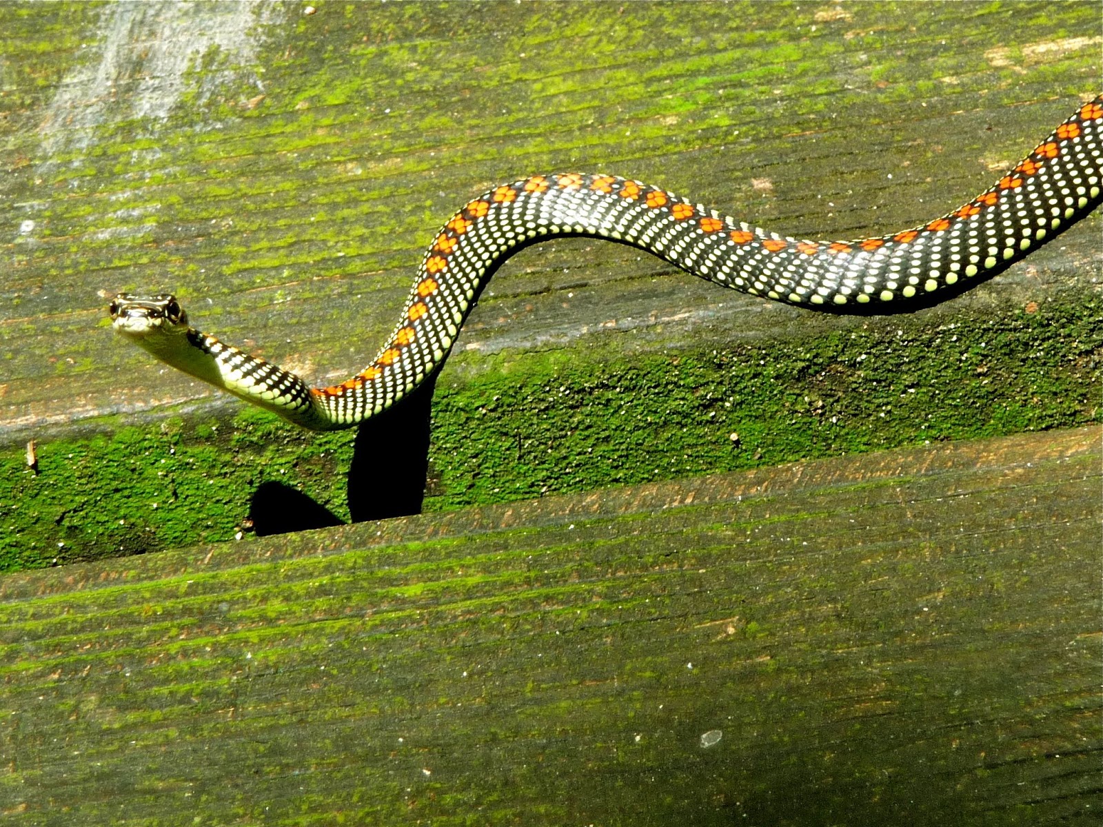 Living Here,There, and Somewhere Else: Sungei Buloh