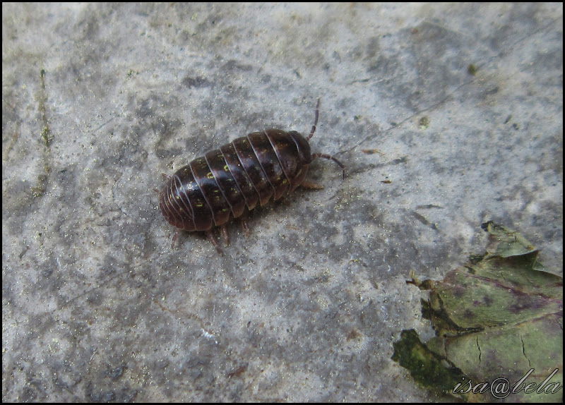 Bicharada e Aves: Bichos de Conta