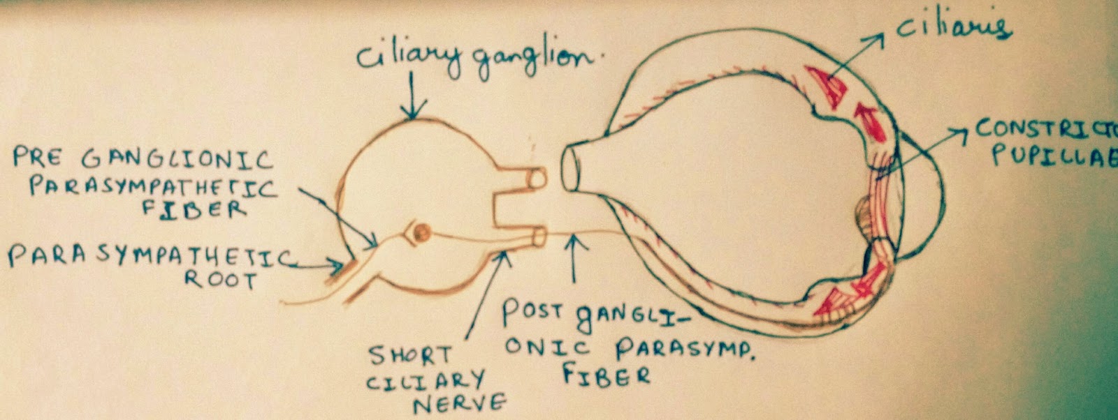 CILIARY GANGLION
