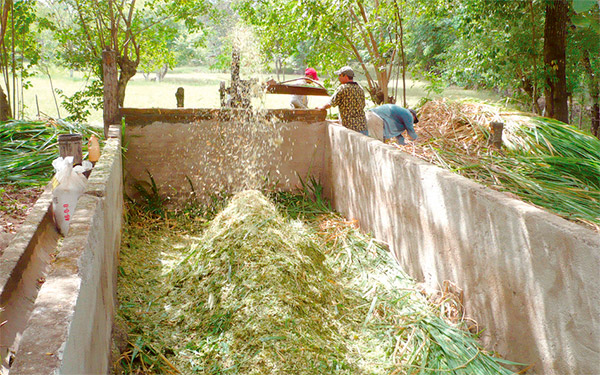 10 pasos para producir un buen ensilaje