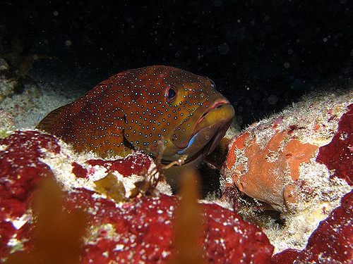 Fish Identification: Coney (Cephalopholis fulva)