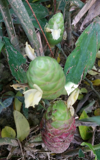 Warisan Petani: Pokok Lempuyang.