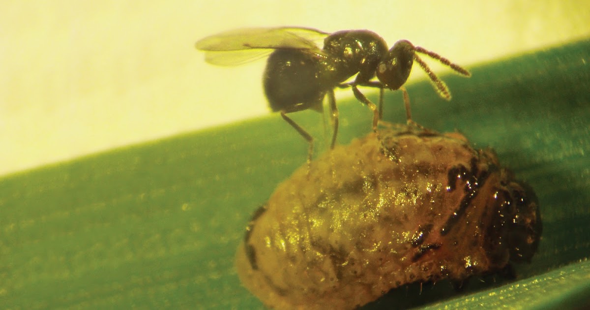 Prairie Pest Monitoring Network Blog: Insect of the Week (July 17, 2017 ...