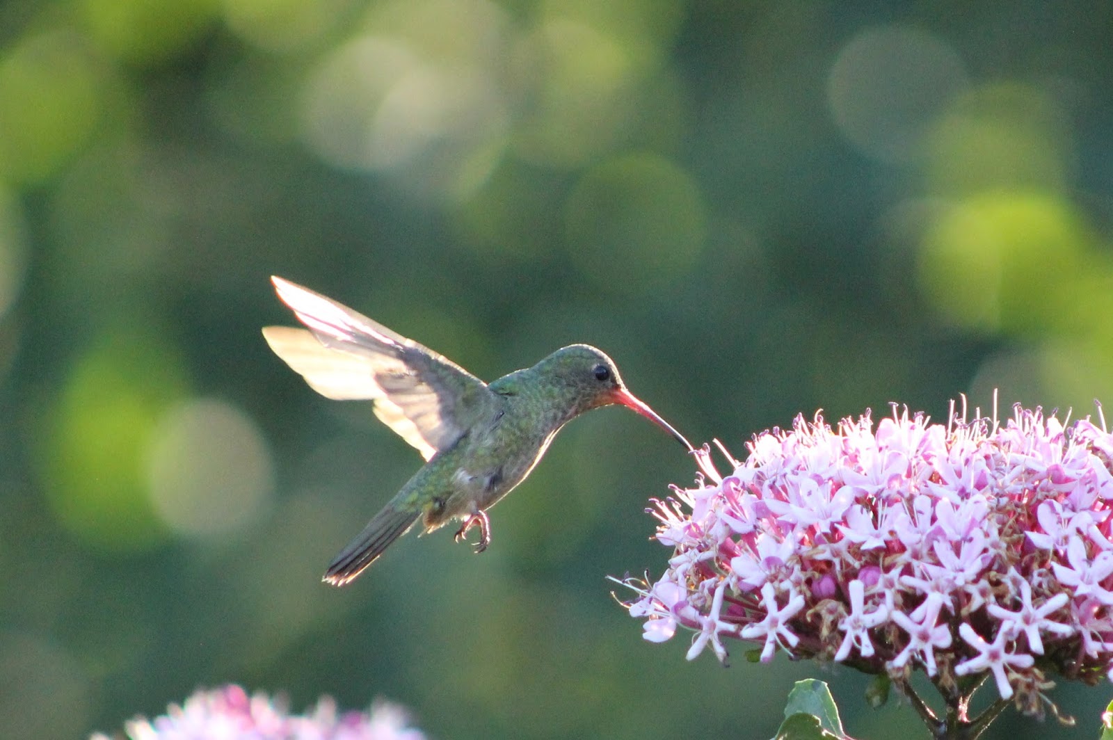 purpura: ANATOMÍA DEL COLIBRÍ (NELSON)