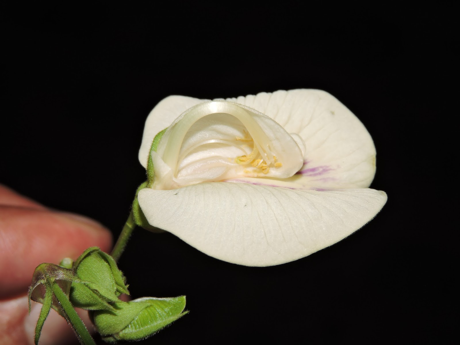 Fabaceae - Leguminosae no Brasil: Centrosema