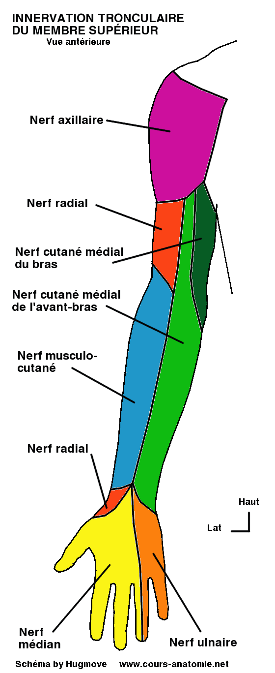 Nerf Musculocutané; Nerf musculo-cutané; Nerf musculocutané du bras ...