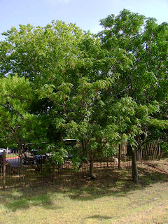 Everything Sacred: The China Berry Trees Spoke to Me