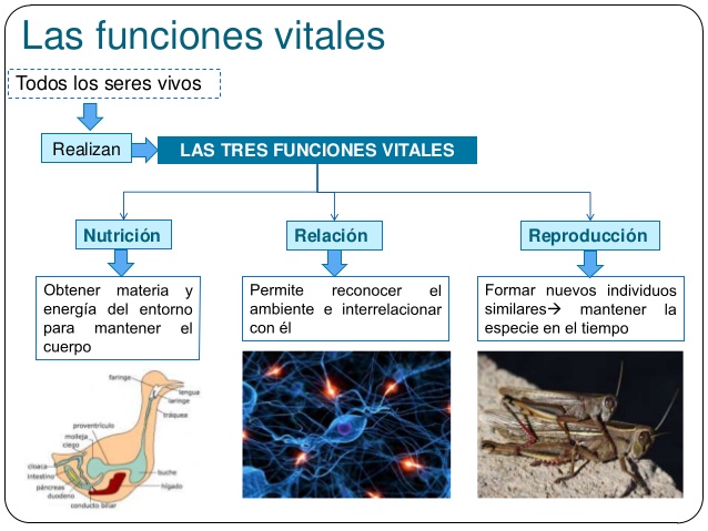 SÓLO SOCIALES Y NATURALES: FUNCIONES VITALES DE LOS SERES VIVOS