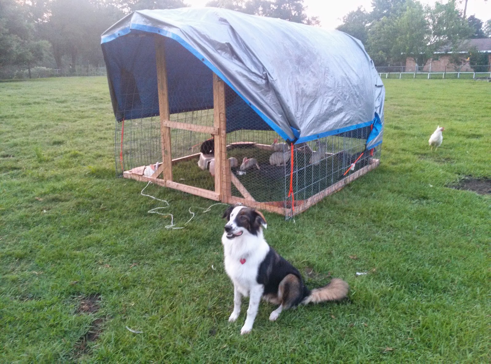 DIY Rabbit Cage Lawn Mower : r/homestead