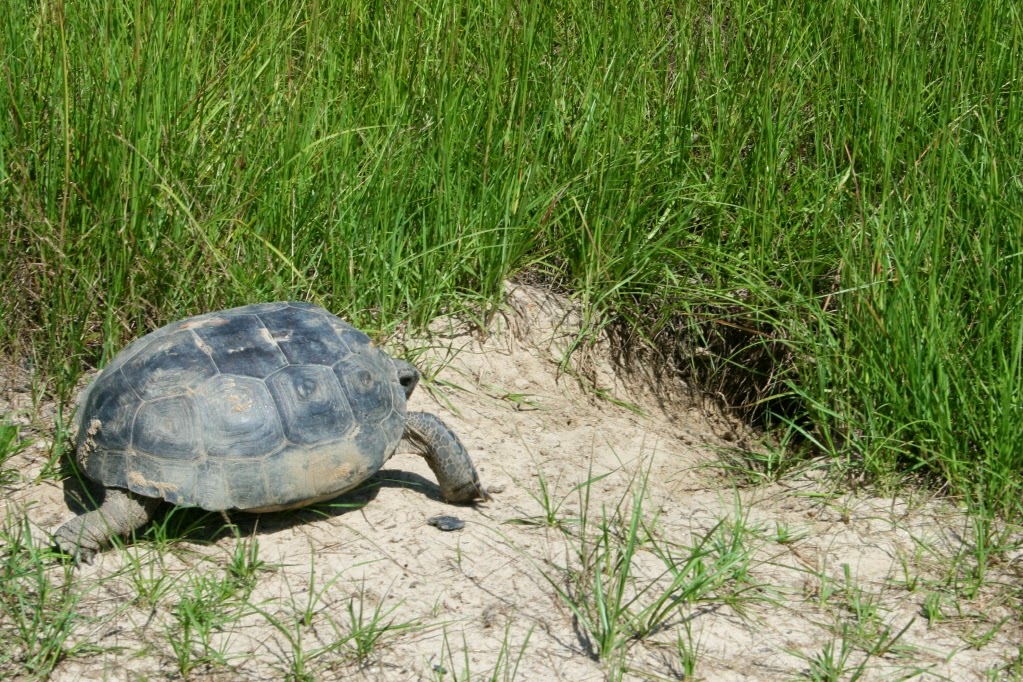 Dale Cox, Historian & Author: #83 The Gopher Tortoise (100 Great Things ...