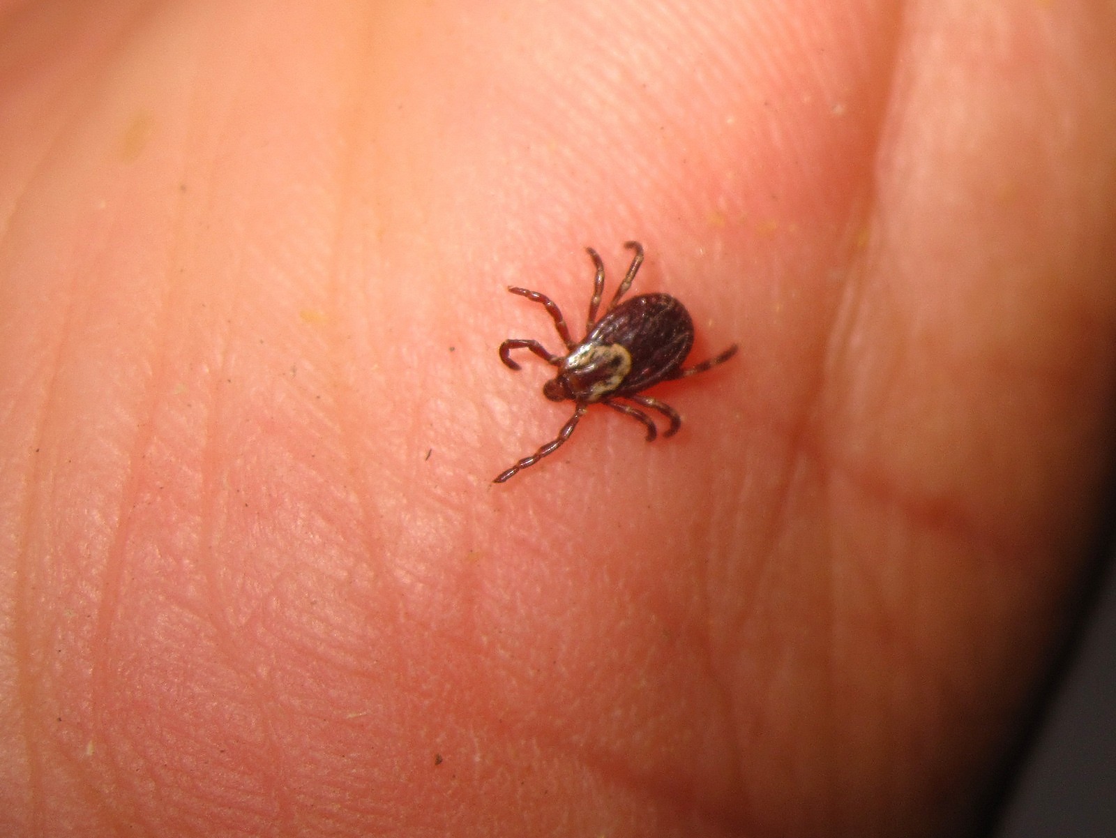 Gary's Outdoor Wanderings2: A FOILED PADDLE TRIP AND TICKS