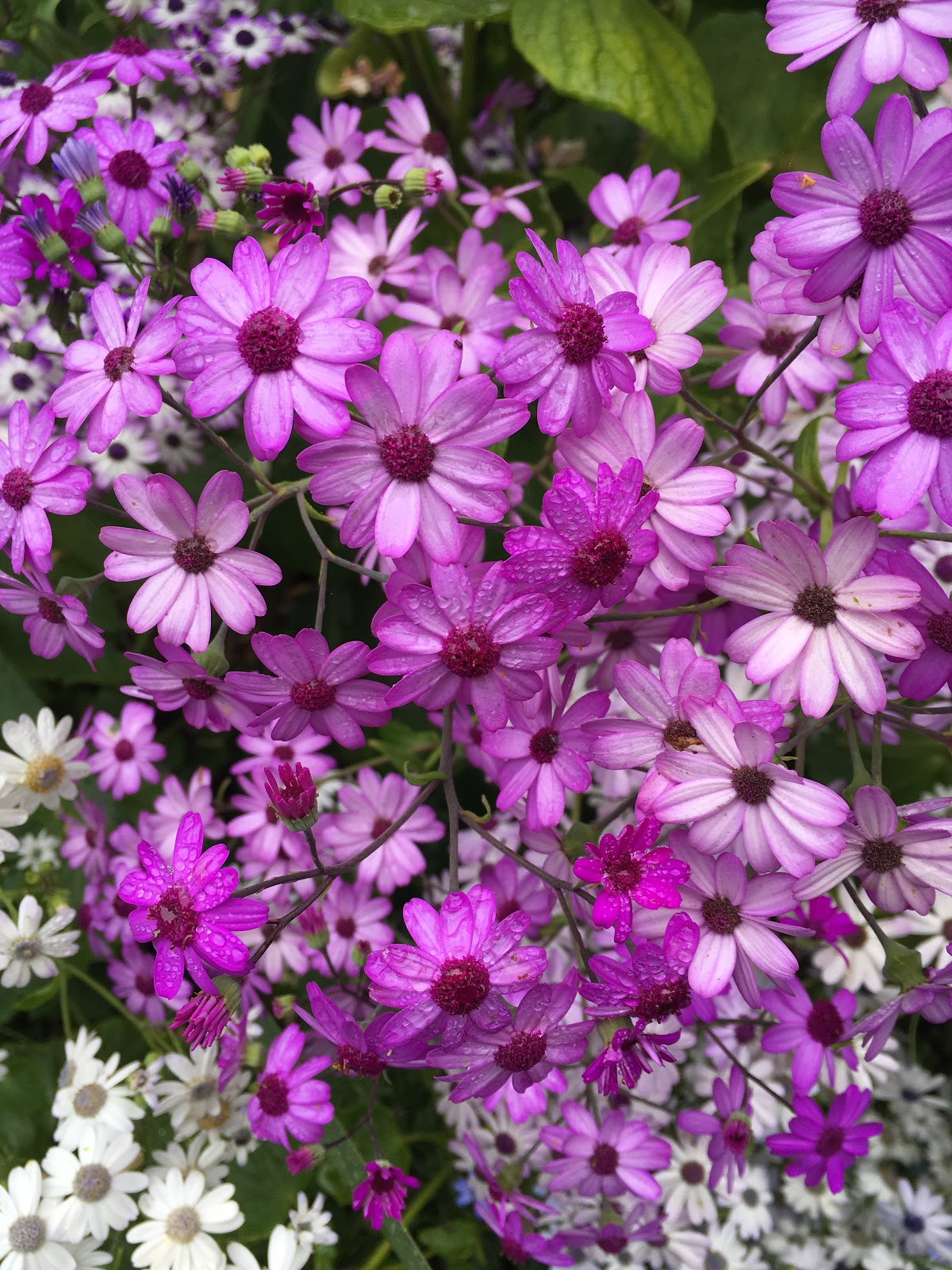 MUG | Mike's Urban Garden | MUG: Plant Profile: Pericallis-x-hybrida ...