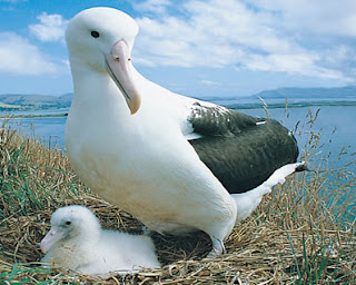 Animal Quick Facts: Albatross