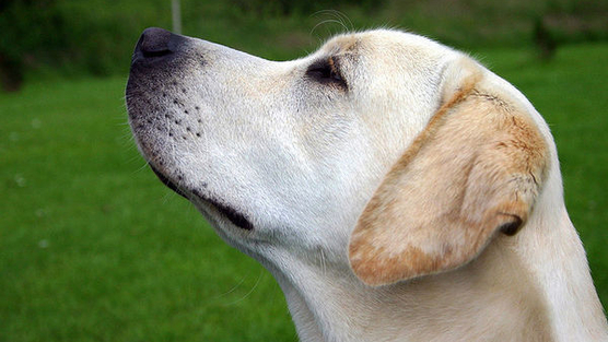 Dog Colours and Their Genes: Genetic sequencing (Phenotype and Alleles)