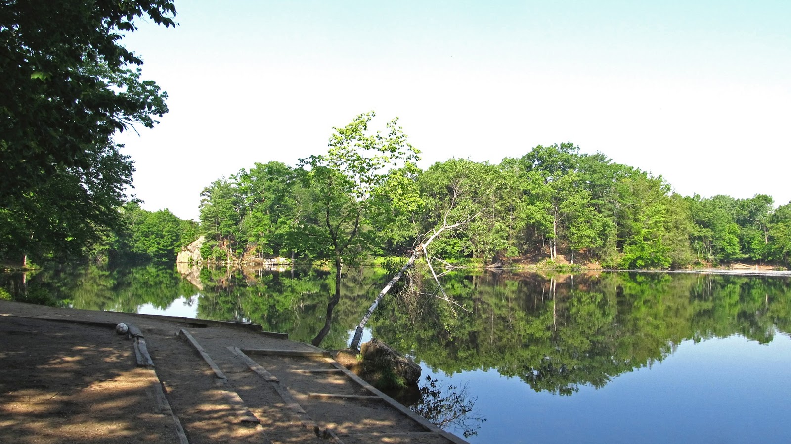 Head in the Clouds Amherst: On Puffer's Pond: Dragonfly Politics