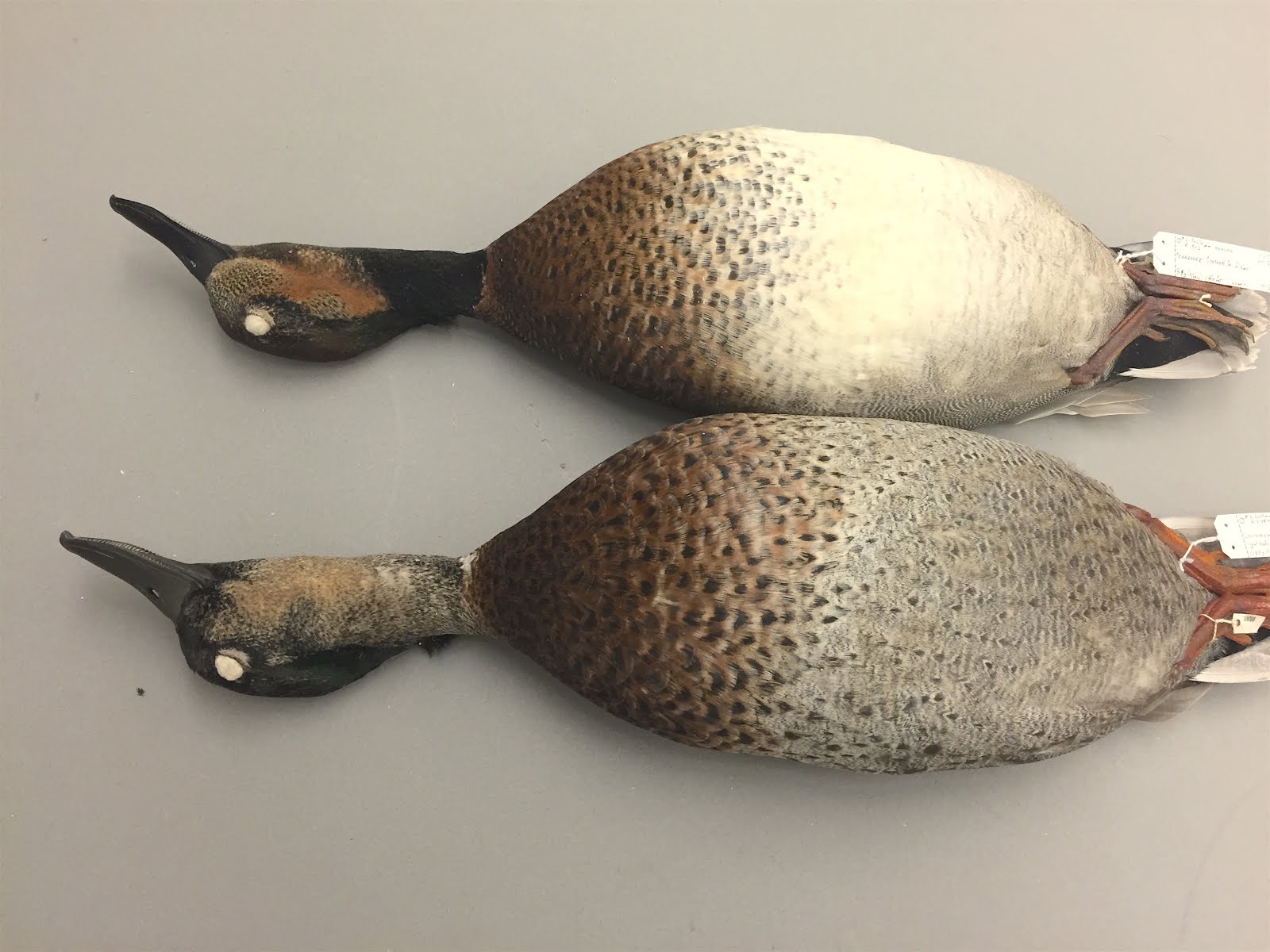 Hybrid Duck Study: A GALLERY OF DONATED HYBRIDS