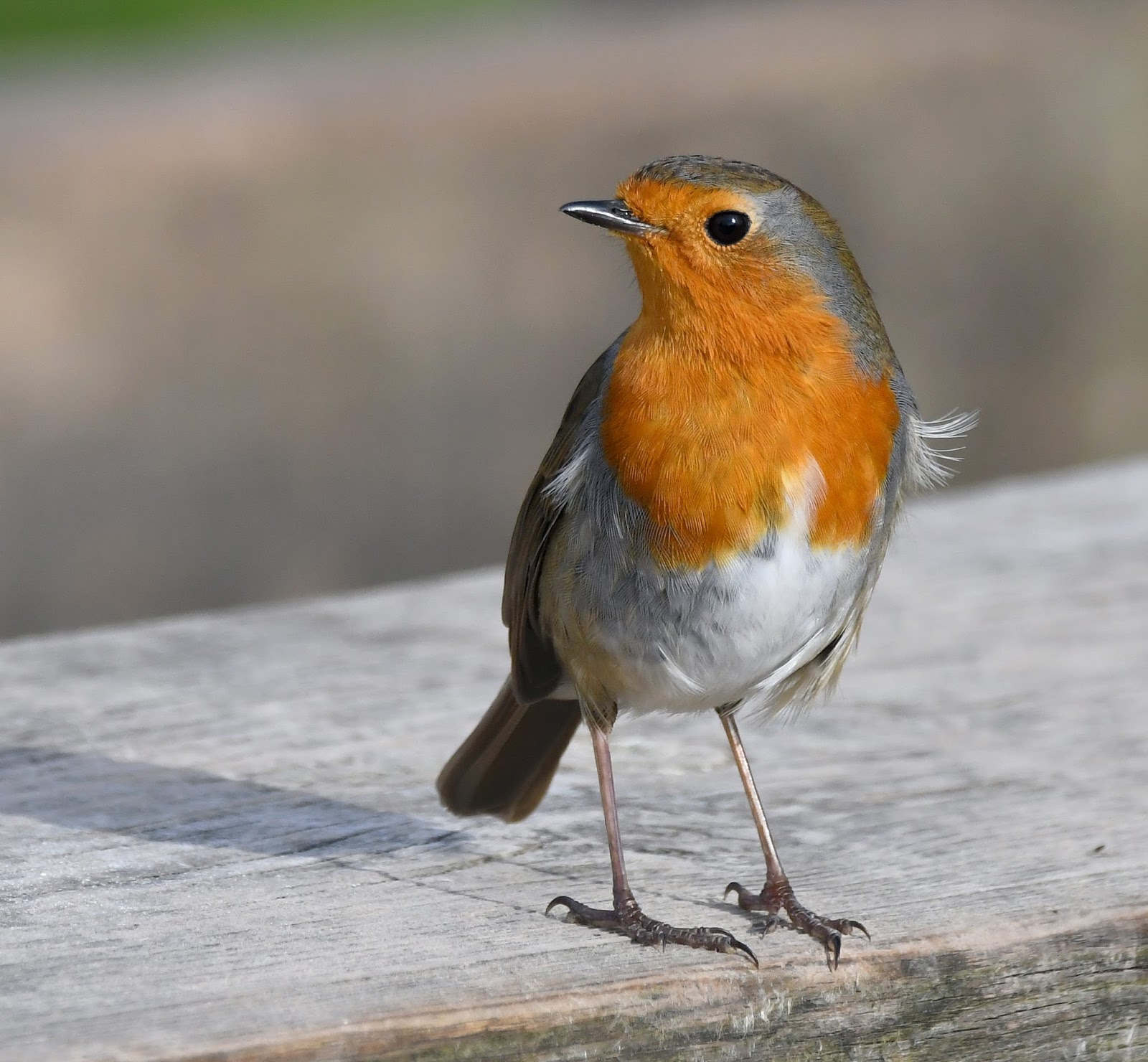 Carl Bovis Nature Photography: Scaup, Common Scoter, Great Spotted ...