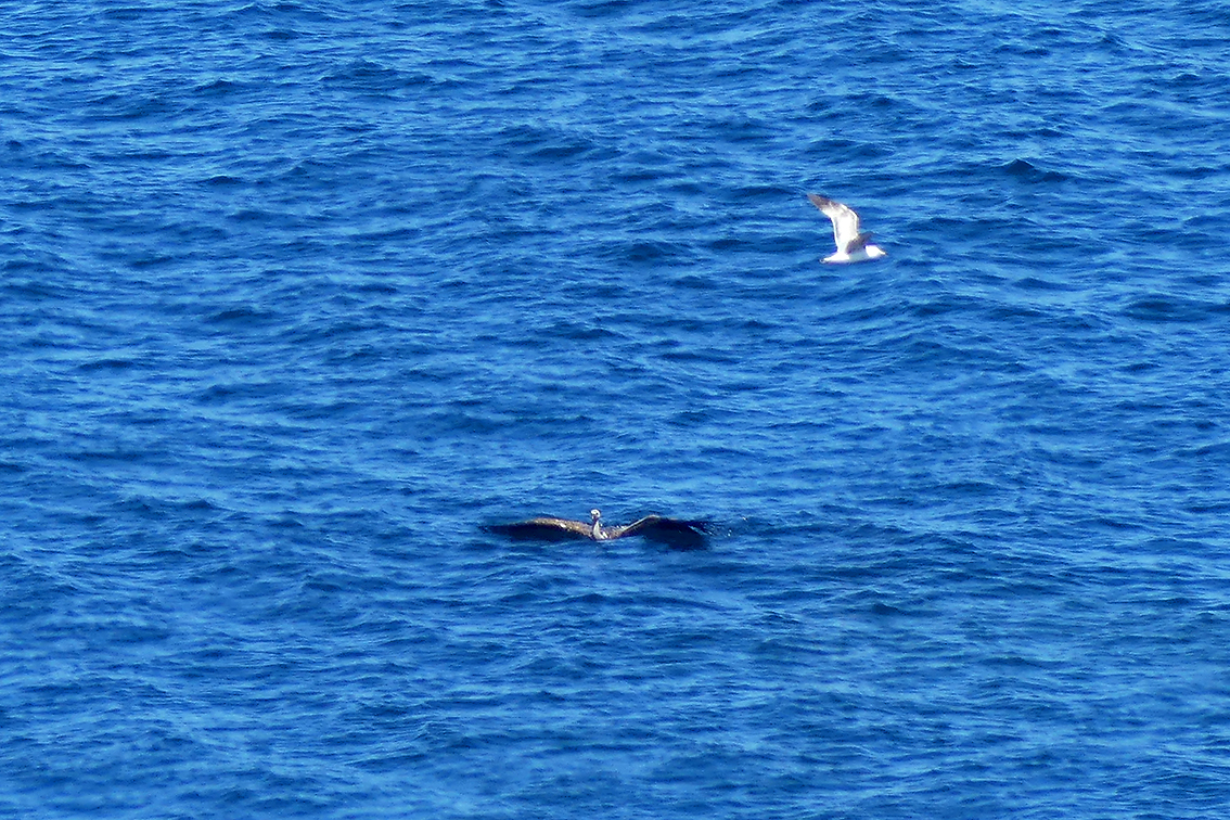 MEDRAPTORS: Swimming griffon