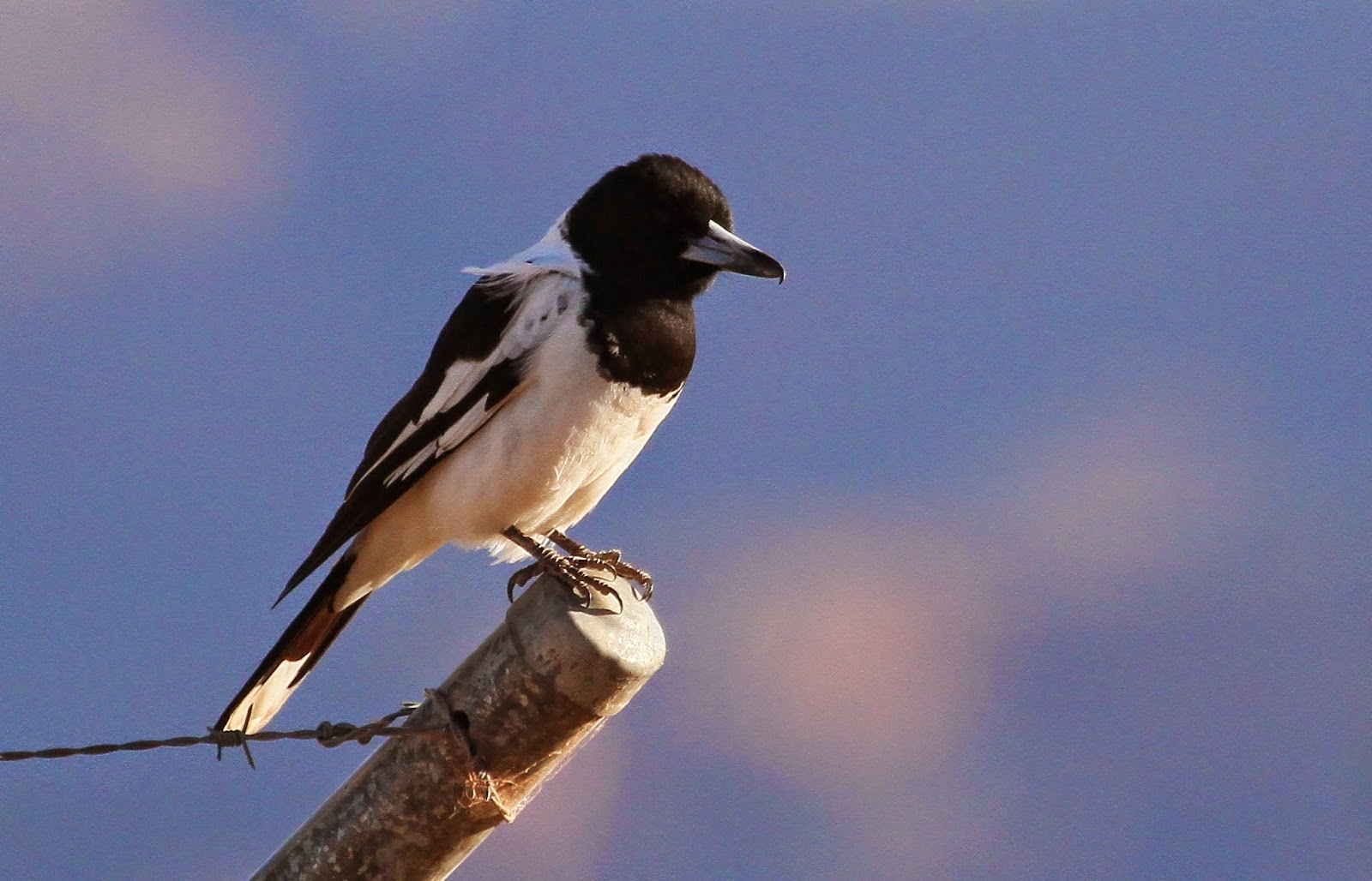 Richard Waring's Birds of Australia: A day that started and ended with ...