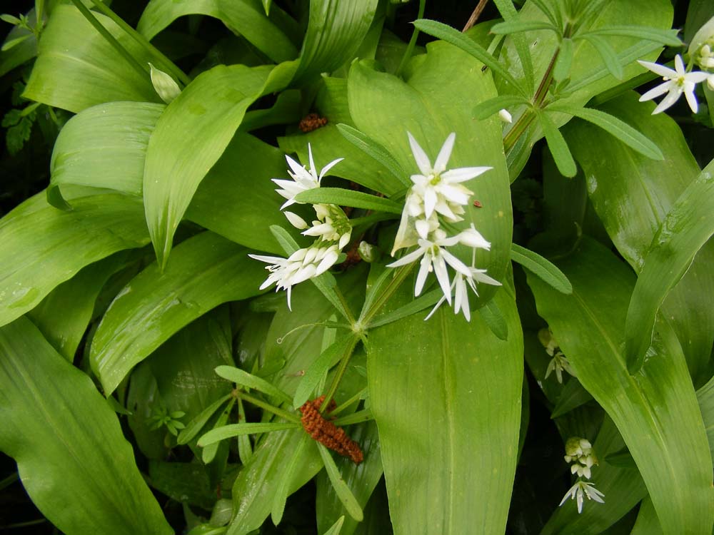 Days on the Claise: Ramsons Cream