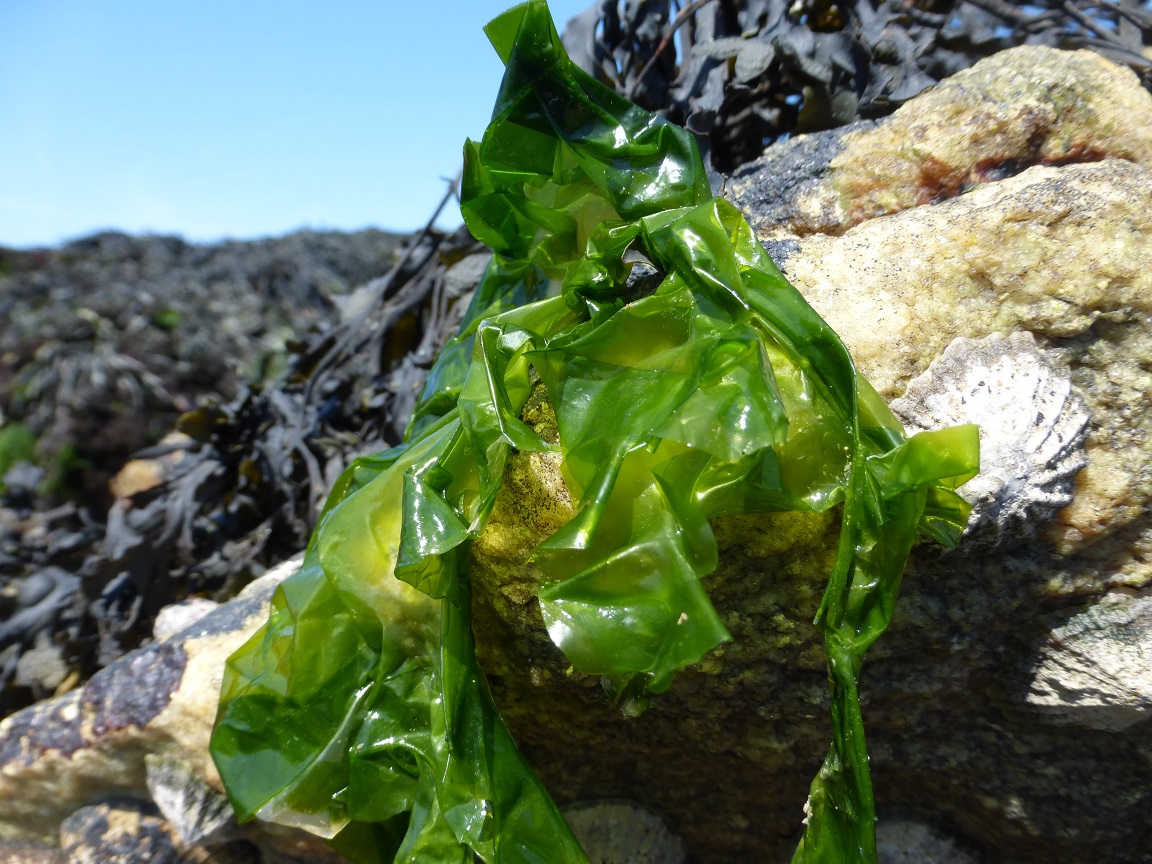 Café Jardin de Saint-Urbain: A la découverte des algues