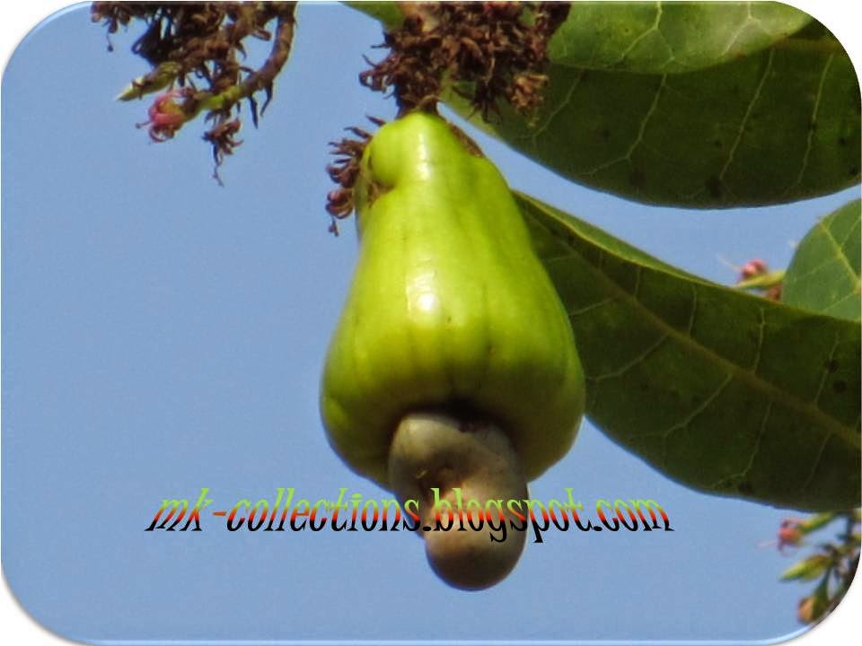 MK Collections...: Gajus...Benarkah bijinya di luar?