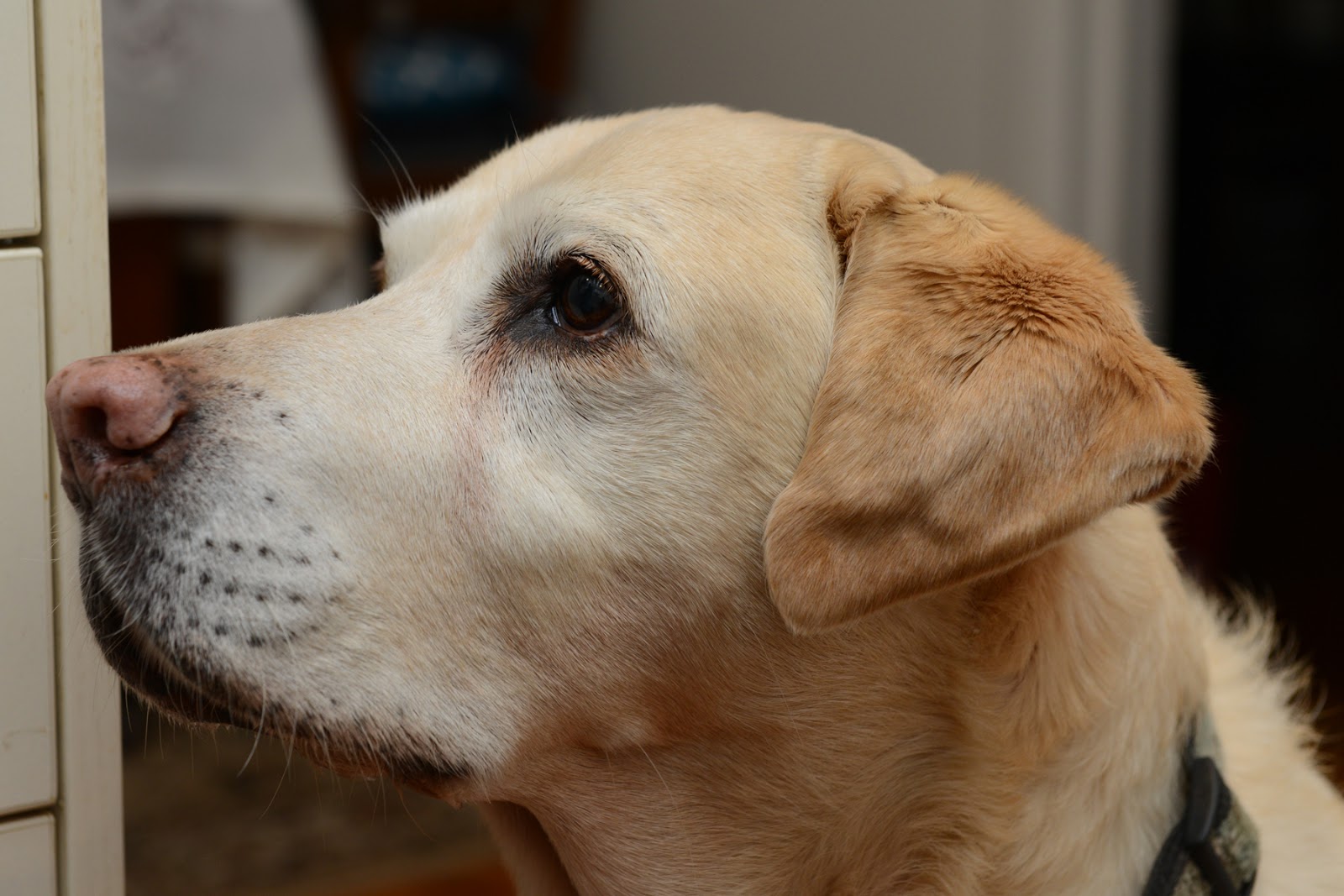 Small Animal Talk: Will laboratories in the future employ Labradors?