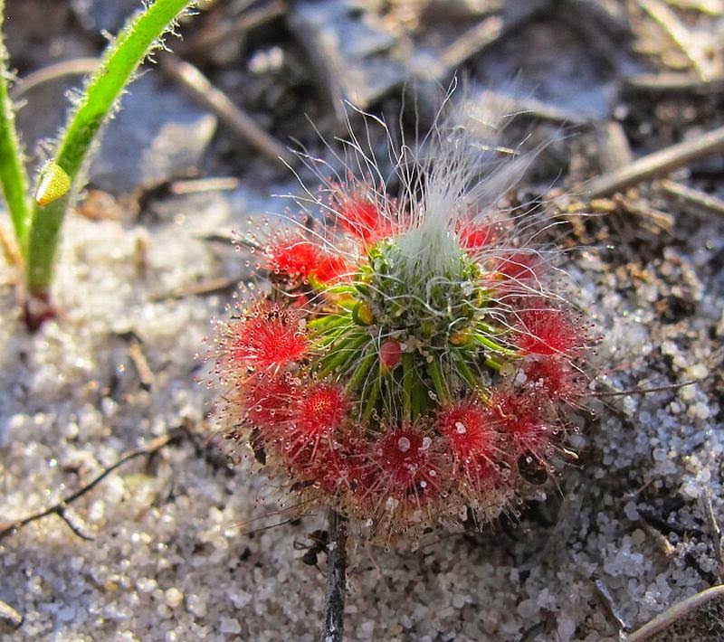 Natch Greyes' Carnivorous Plants - Drosera australis, Drosera pulchella ...