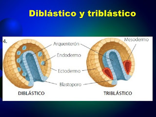 Histo Embriologia : Gastrulacion