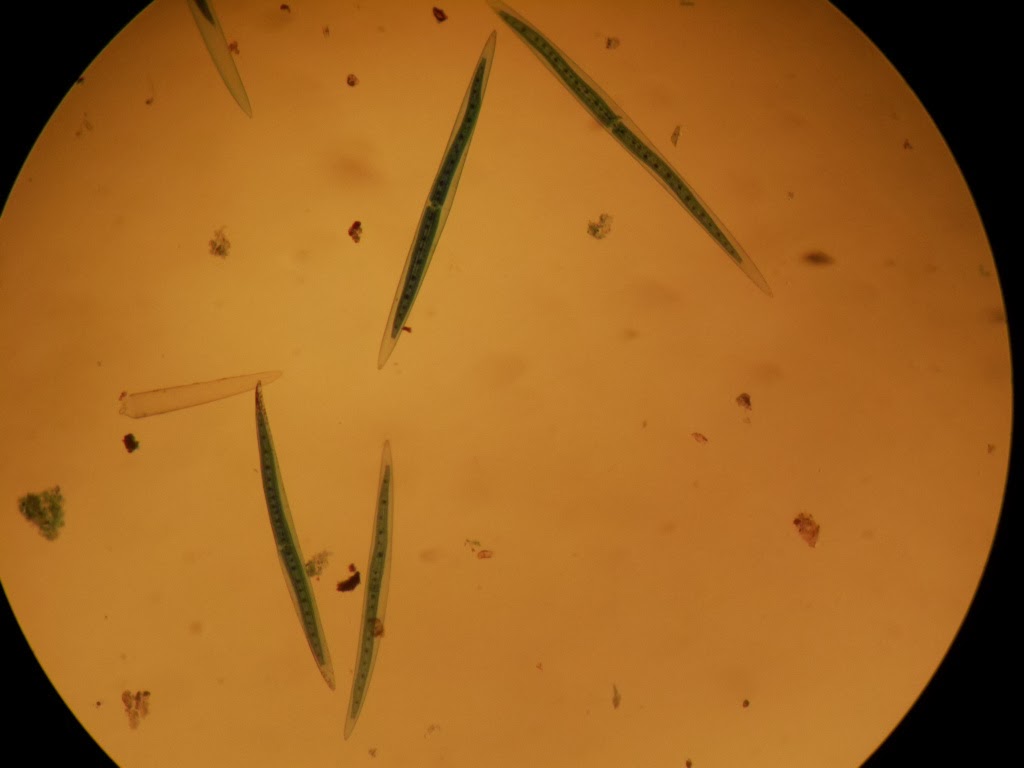 Ourlad's Paradigm: Division Chlorophyta