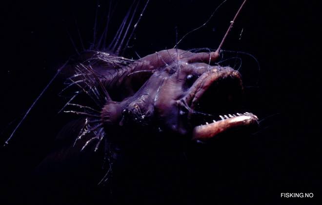Dypvannsfisk er stygge - FISKING.NO - Alt om fiske