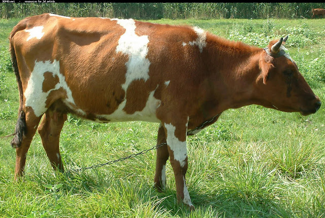 Neagu Eleonora: Animalele domestice